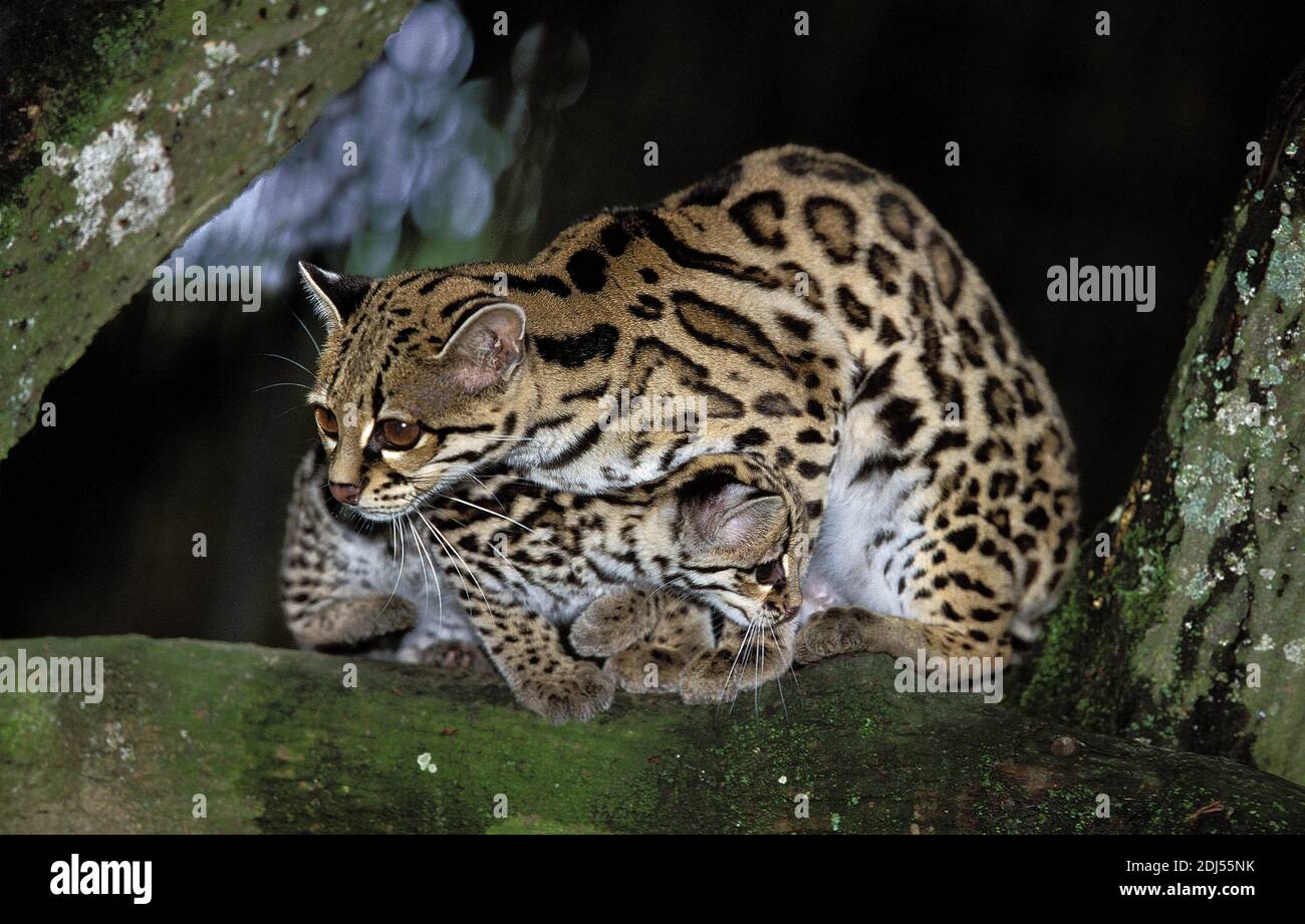 Baby Margay