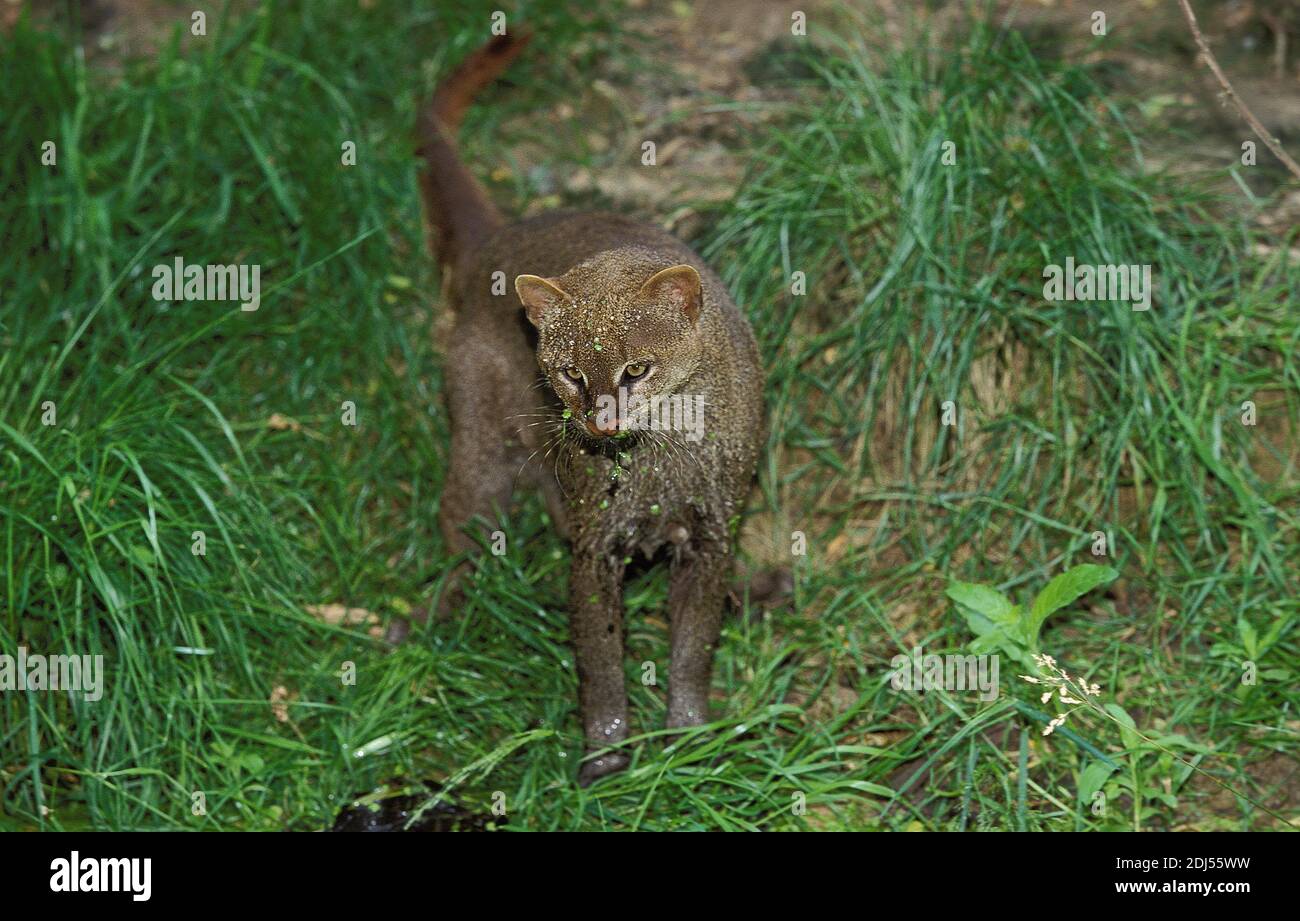 Jaguarundi, herpailurus yaguarondi, Adult Stock Photo - Alamy