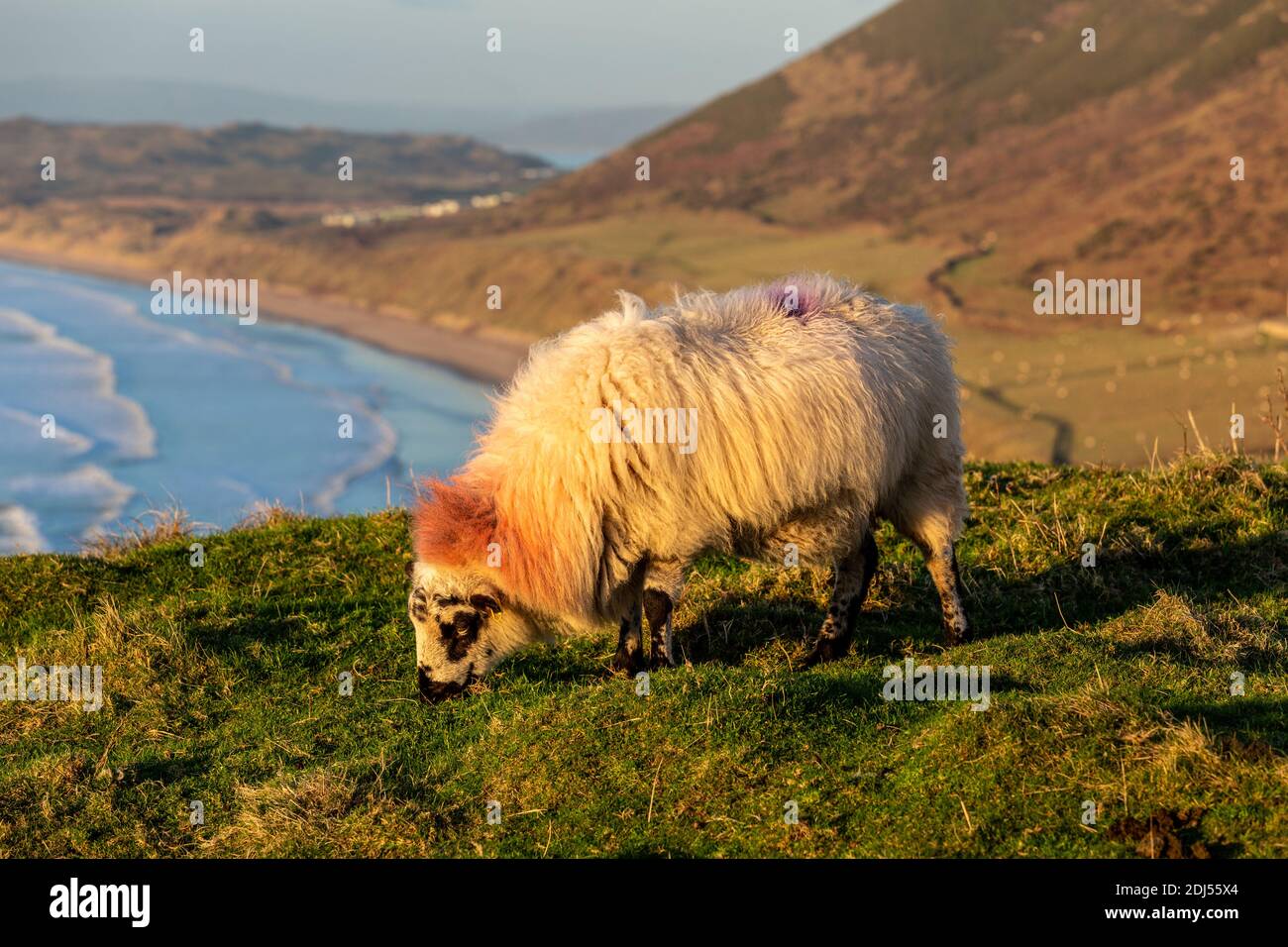 Sheep grazing with the splendid Rhossili Bay in the background Stock ...