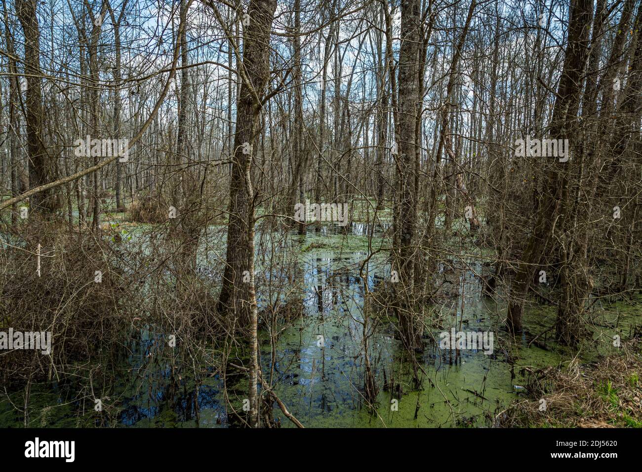 Cypress Trees and Wisteria Vines inhabit a swamp in southeastern ...