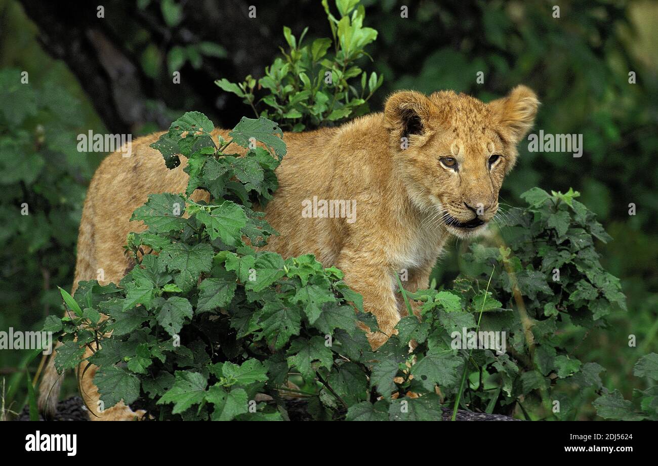 African Lion, panthera leo, Cub Stock Photo - Alamy