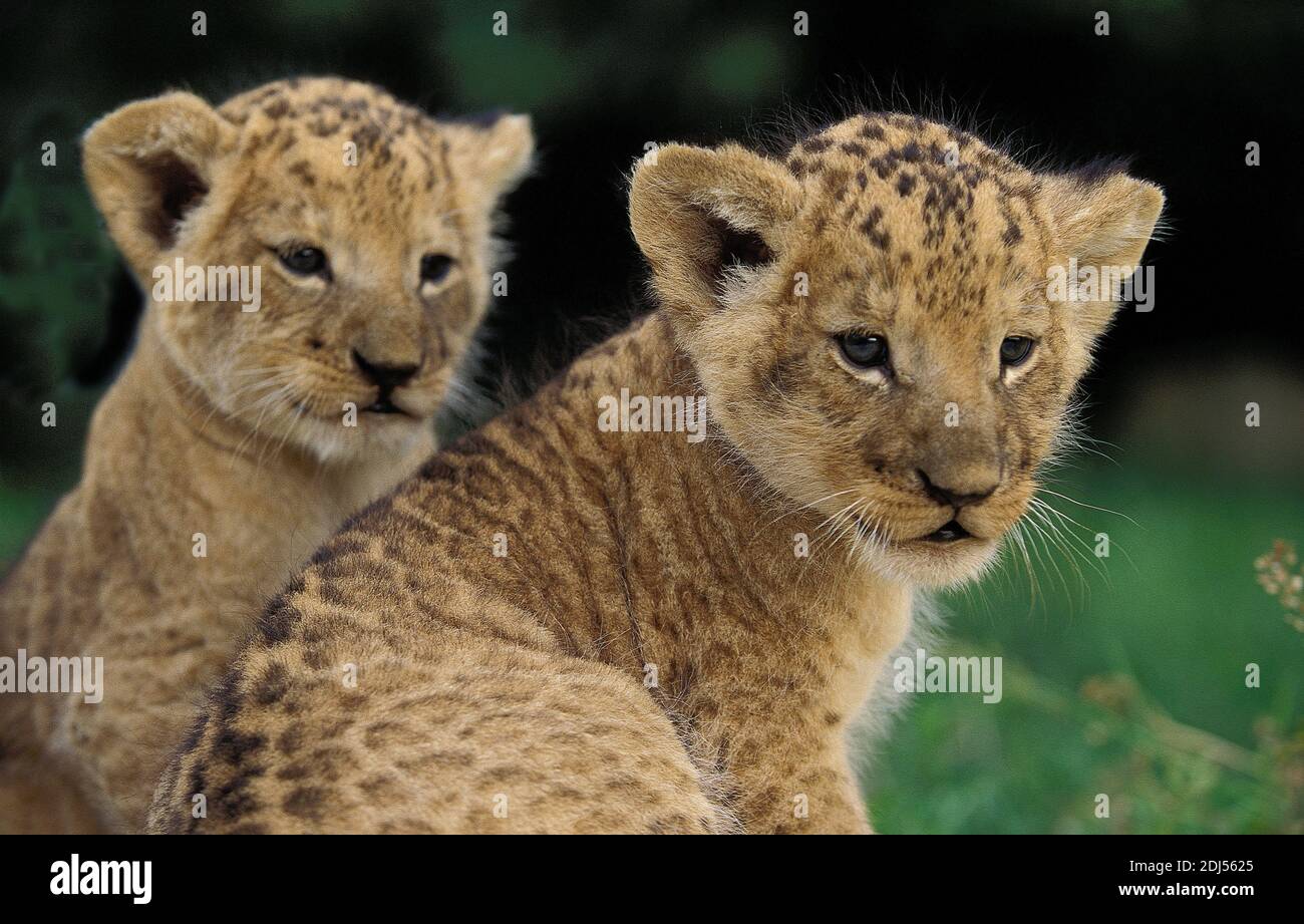 African Lion, panthera leo, Cub Stock Photo - Alamy
