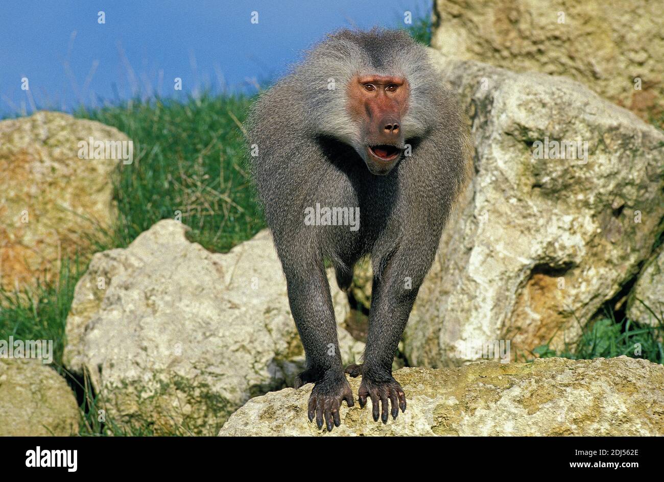 Baboon standing up hi-res stock photography and images - Alamy