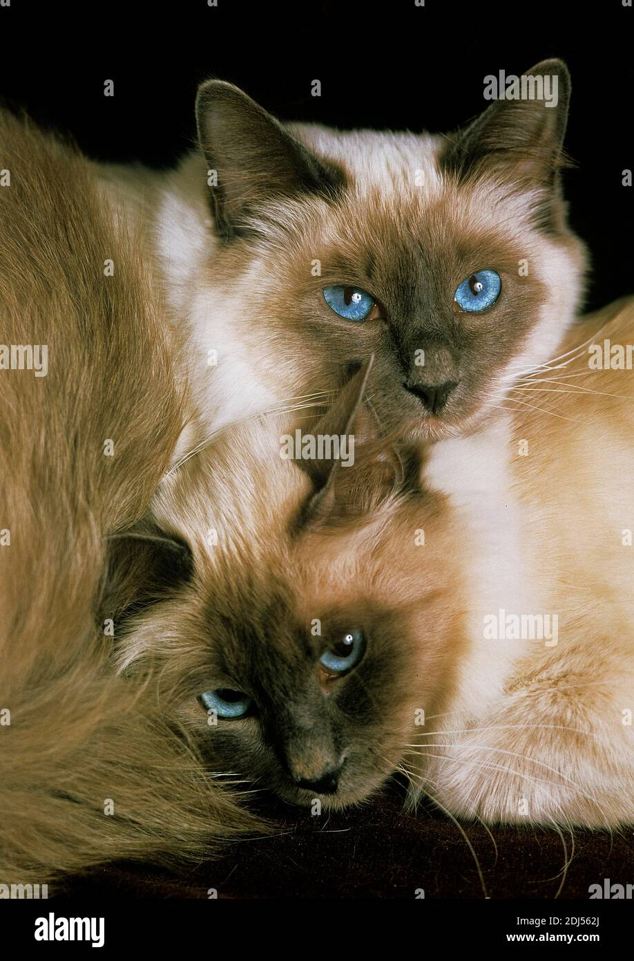 Birmanese cat hi-res stock photography and images - Alamy