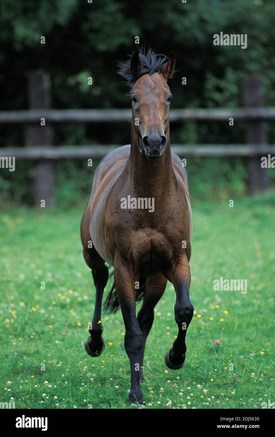 English Thoroughbred Horse Stock Photo - Alamy