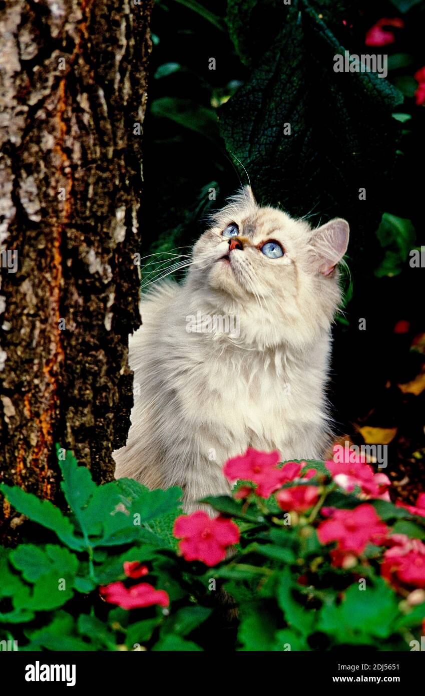 Colourpoint persian domestic cat hi-res stock photography and images ...