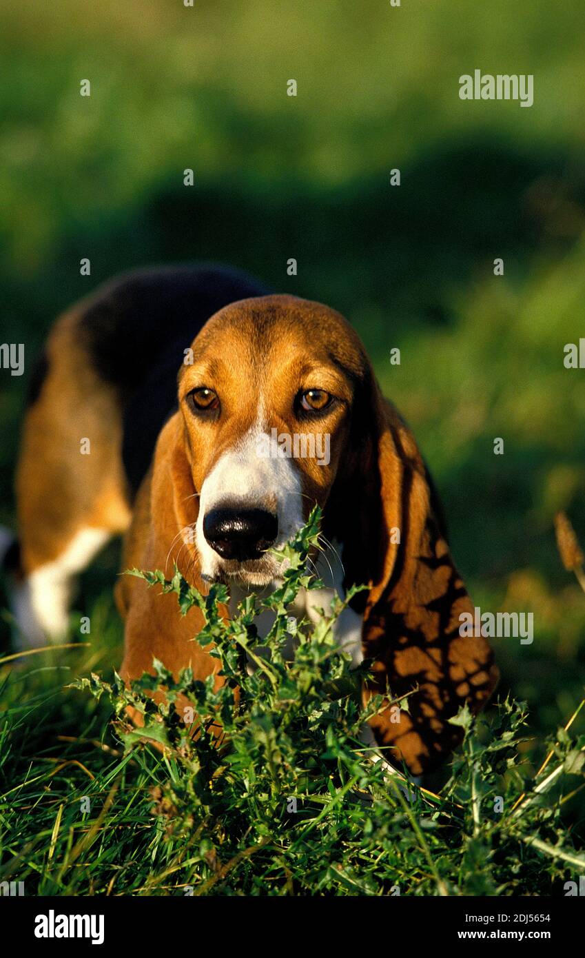 Artesian Norman Basset or Basset Artesian Normand Stock Photo - Alamy