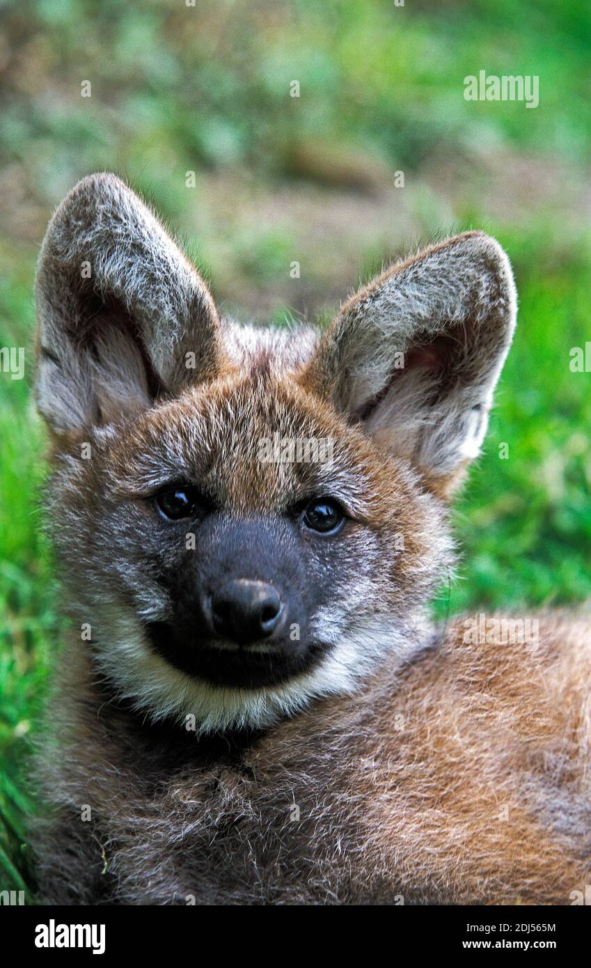 Maned Wolf Pup