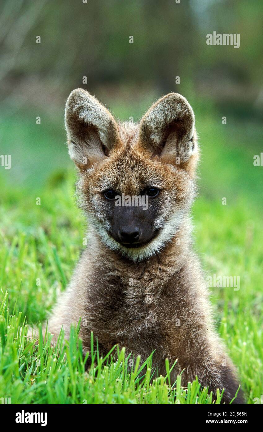Maned wolf pup hi-res stock photography and images - Alamy