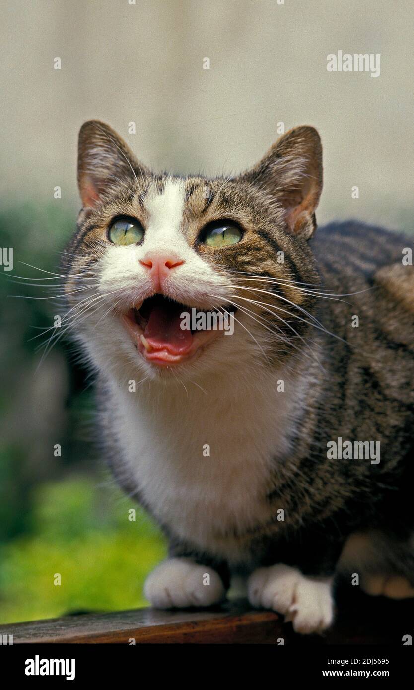 Miaowing hi-res stock photography and images - Alamy
