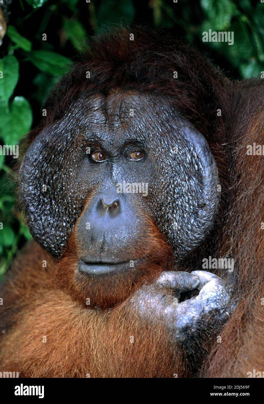 Orang Utan, pongo pygmaeus, Portrait of Male, Borneo Stock Photo - Alamy