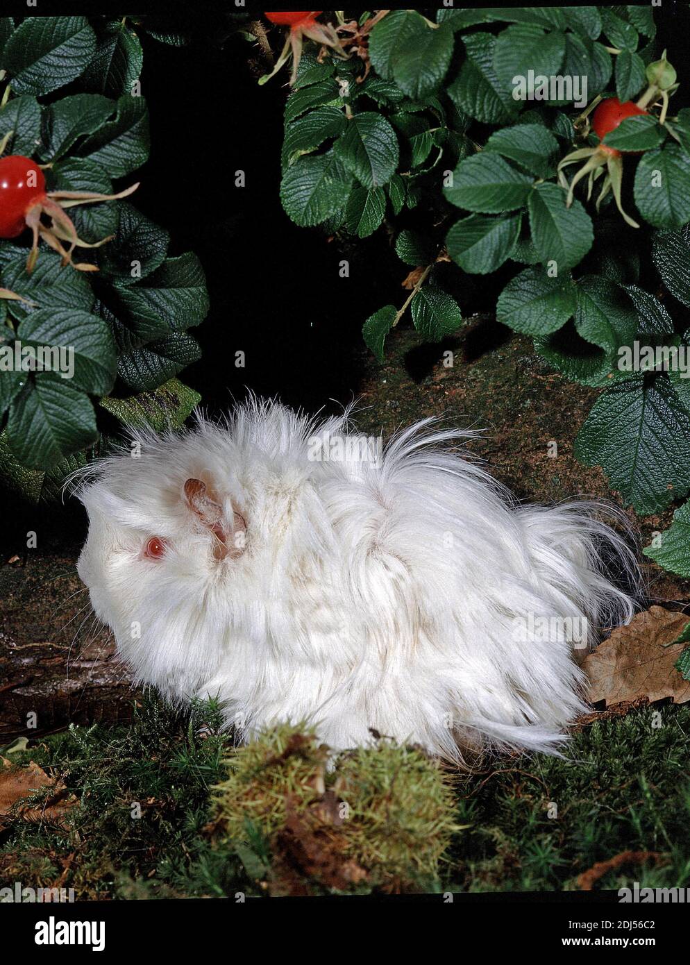 Guinea Pig, cavia porcellus, Albino Stock Photo - Alamy