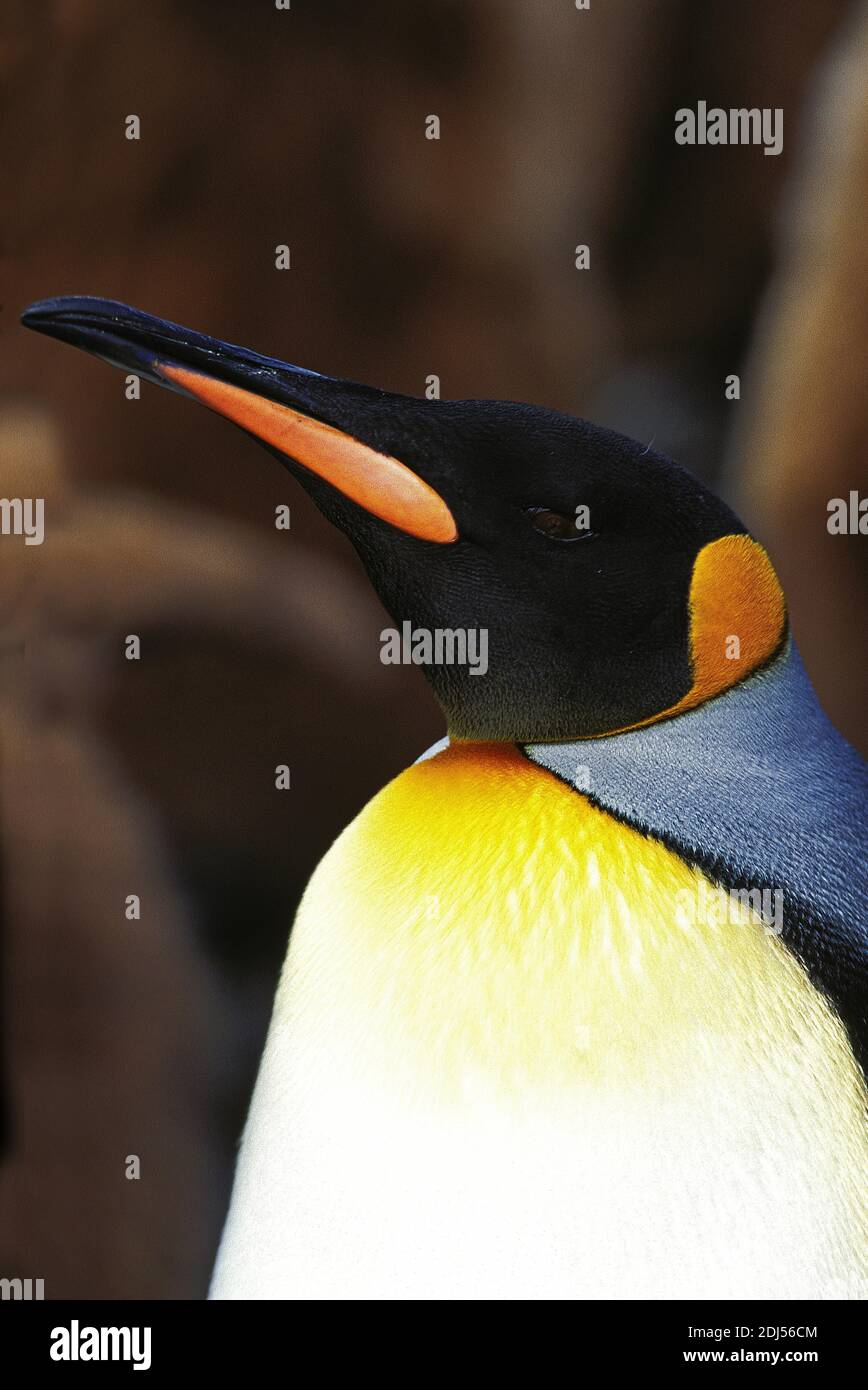 King Penguin, aptenodytes patagonica, Portrait of Adult, Colony in ...
