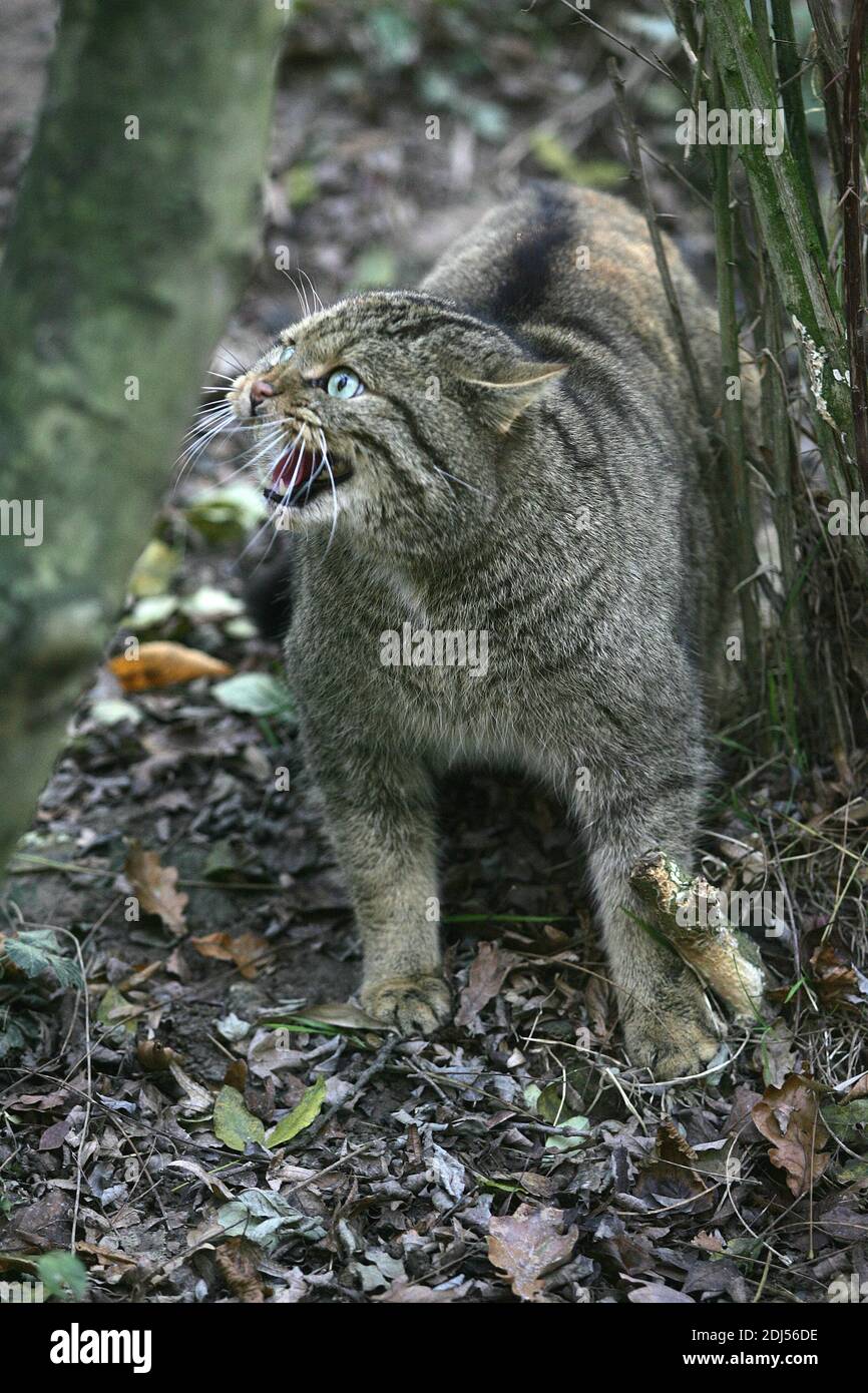 European Wildcat, felis silvestris, Adult snarling, in Defensive ...