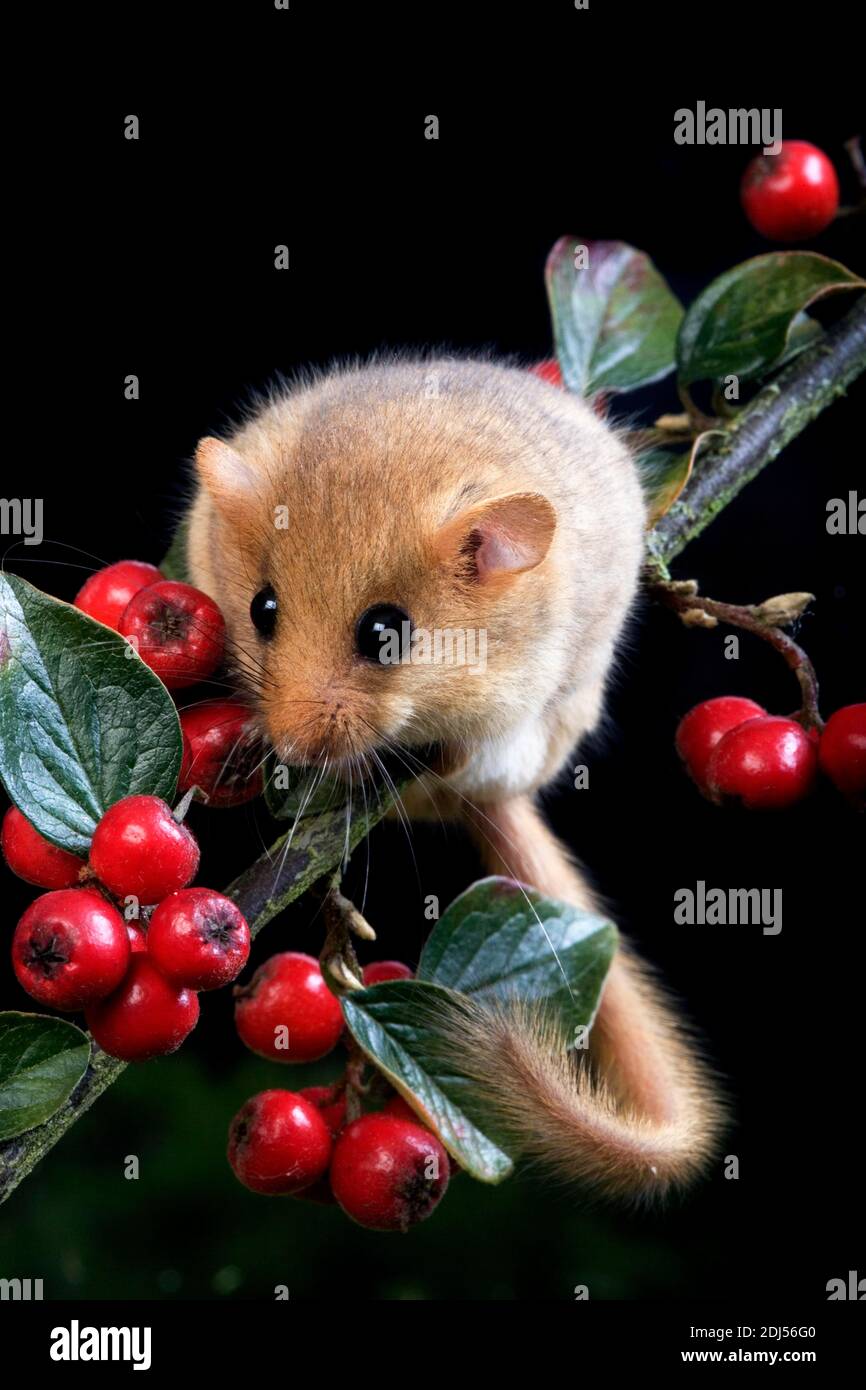 Common Dormouse, muscardinus avellanarius, Adult standing on Branch ...