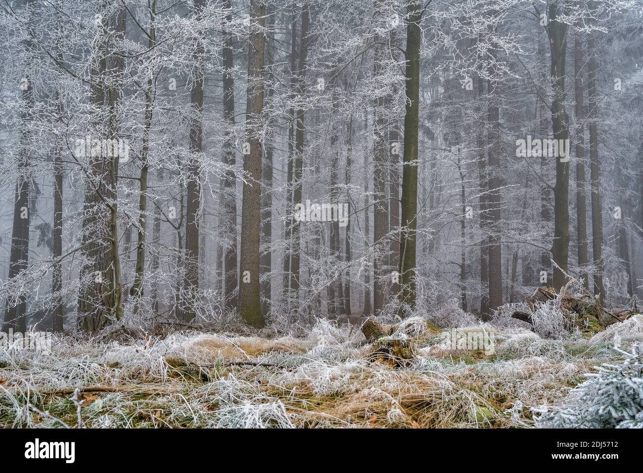 Central European mixed forest in December fog, covered with rime and frost Lower Silesia Poland ...