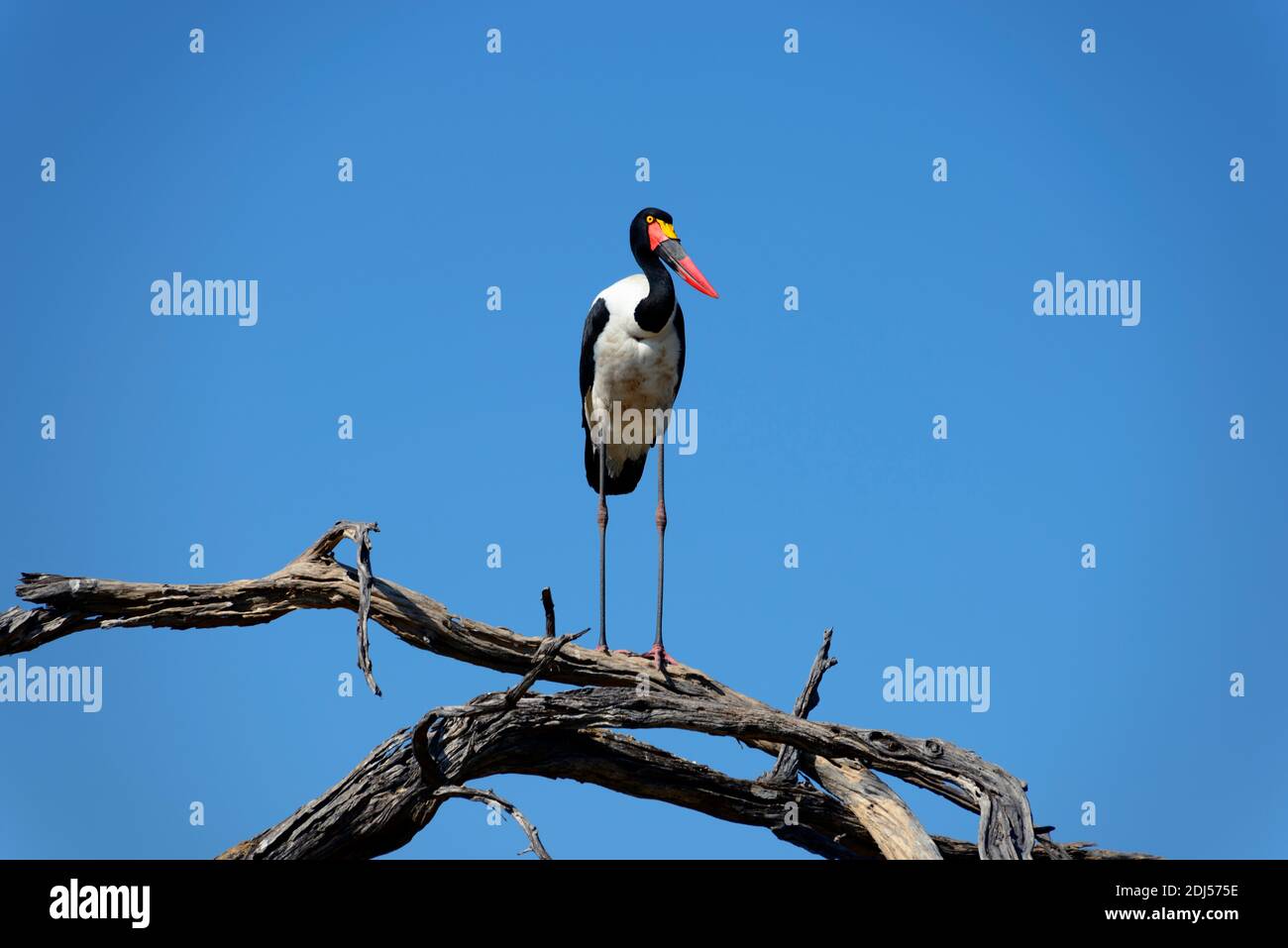 Sattelstorch, Moremi Wildlife Reserve, Okavangodelta, Botswana ...