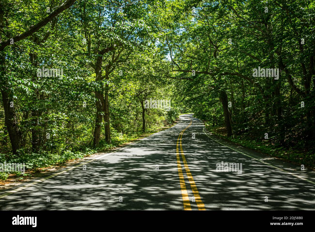 A midsummer view of Race Point Road at Province Lands on Cape Cod ...