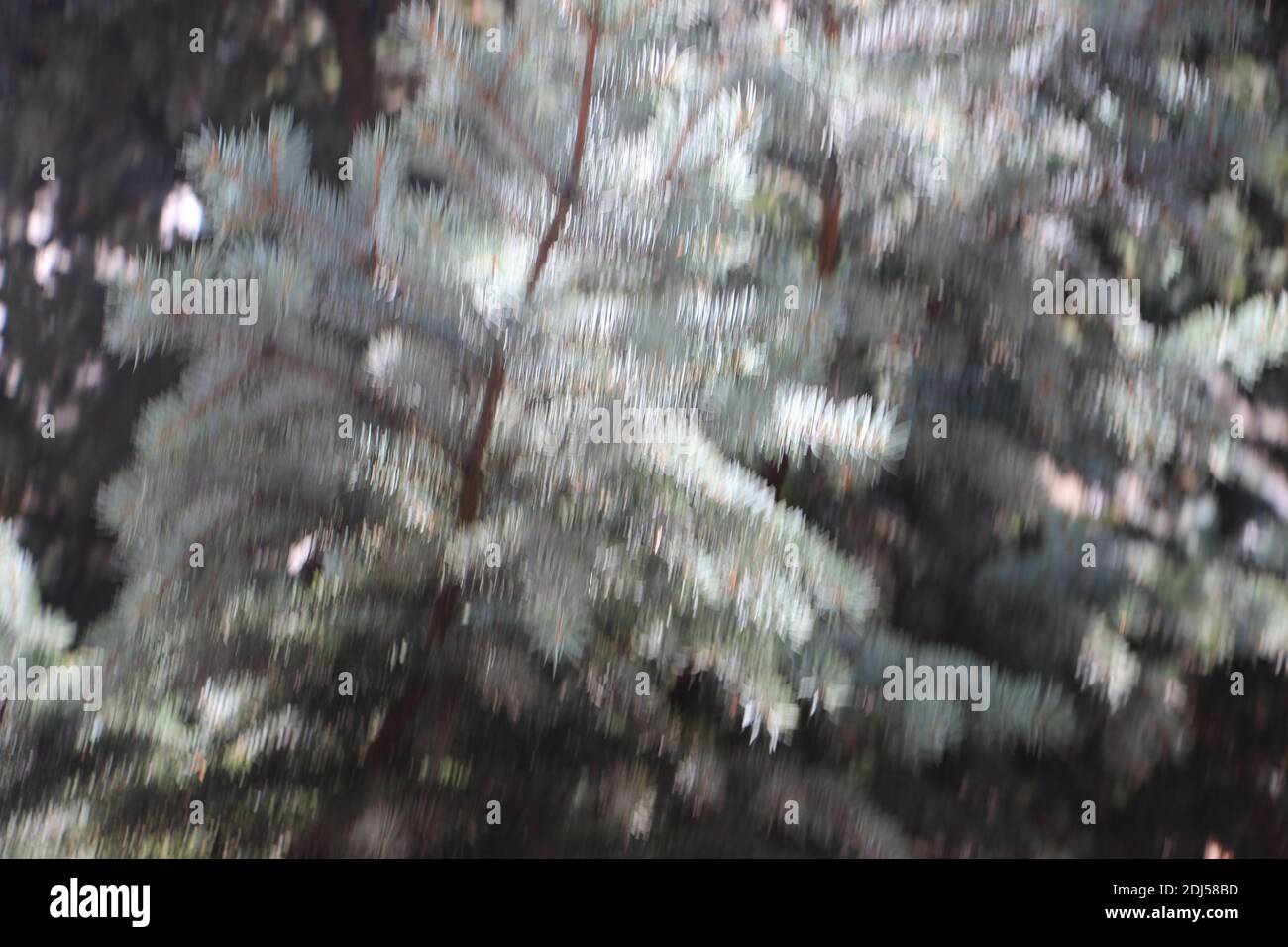 Christmas tree silver snowy frozen branches background Stock Photo - Alamy