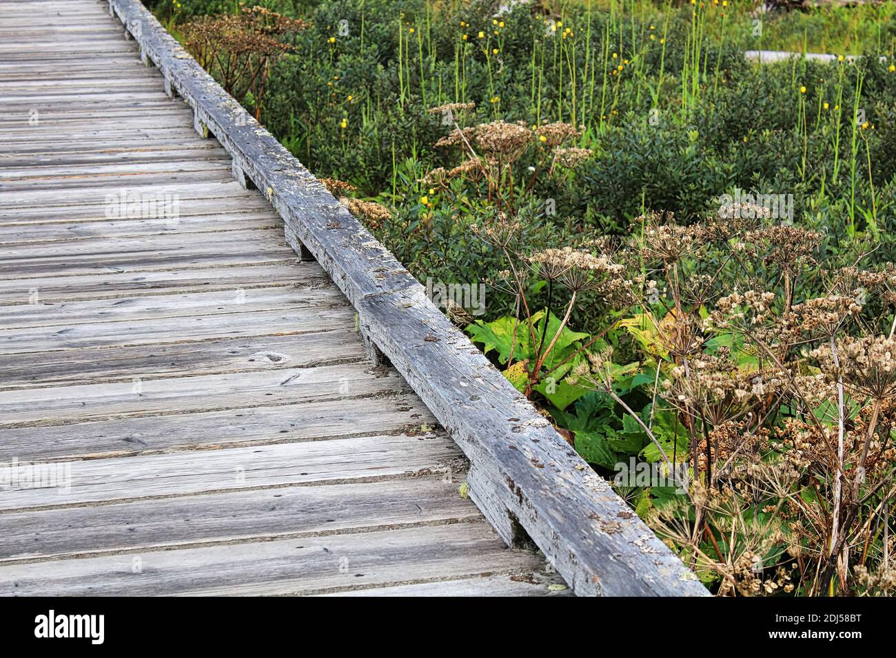 Wooden boardwalk scenic view hi-res stock photography and images - Alamy