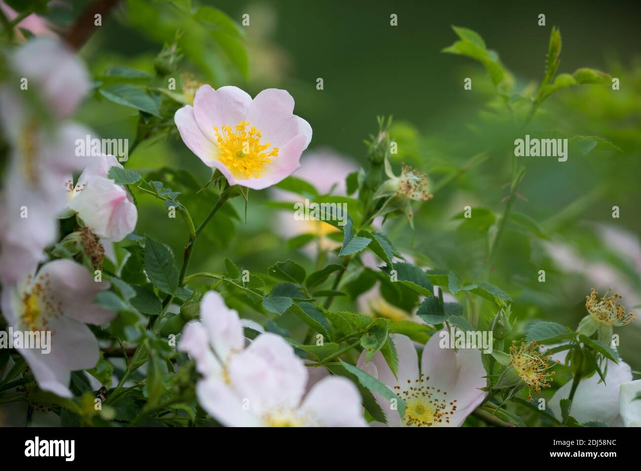 Rose hunds rose hi-res stock photography and images - Alamy
