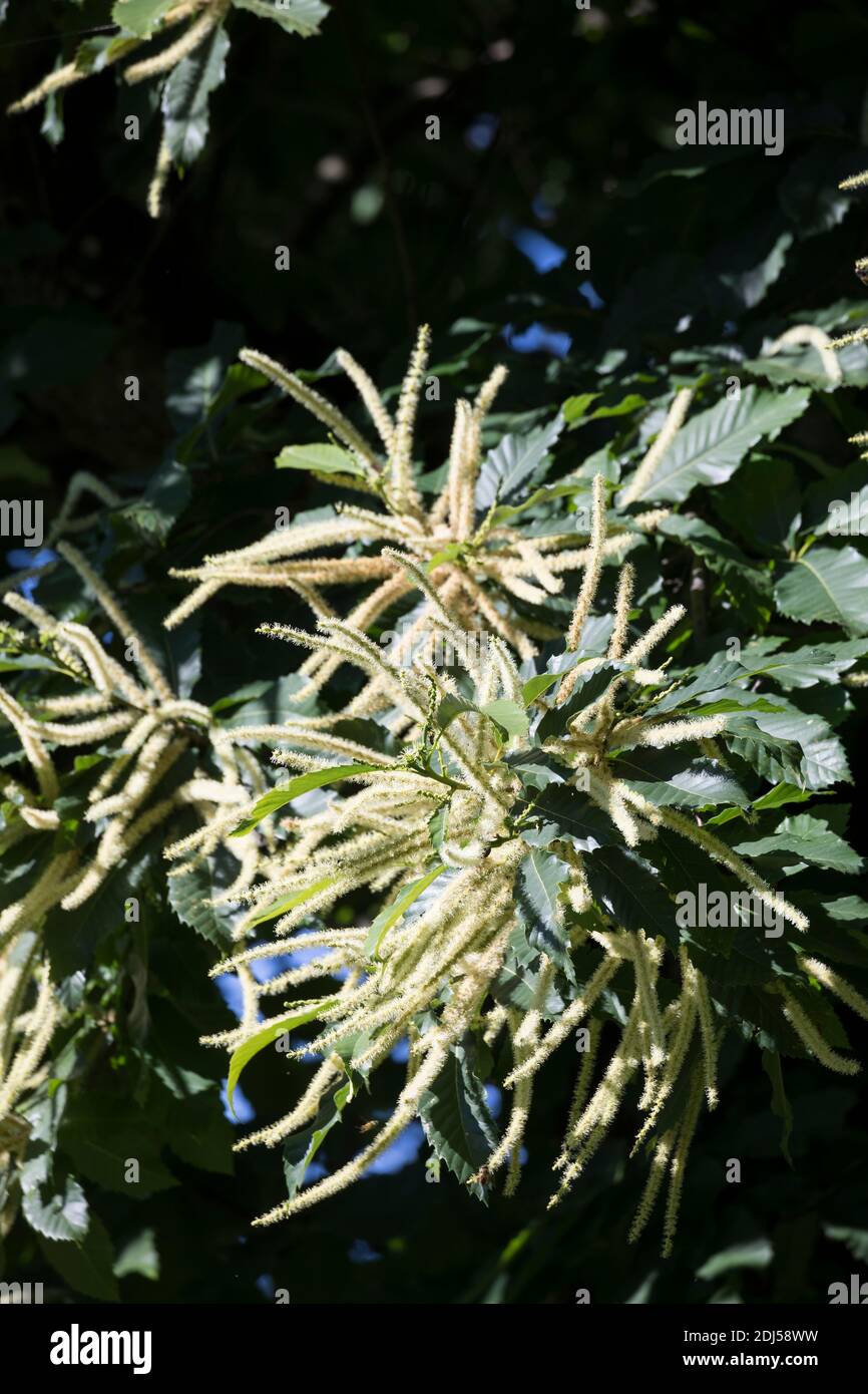 Edelkastanie, Esskastanie, Edel-Kastanie, Ess-Kastanie, Echte Kastanie ...