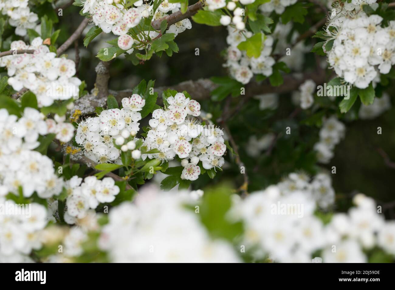 Eingriffliger Weißdorn, Eingriffeliger Weißdorn, Weissdorn, Weiß-Dorn, Weiss-Dorn, Hagedorn ...