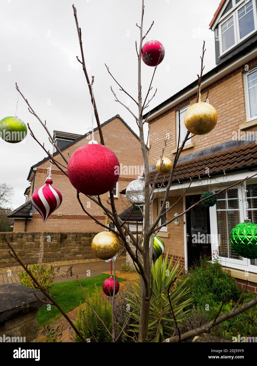 Christmas Baubles on a tree in the front garden of a house, Devon, UK ...