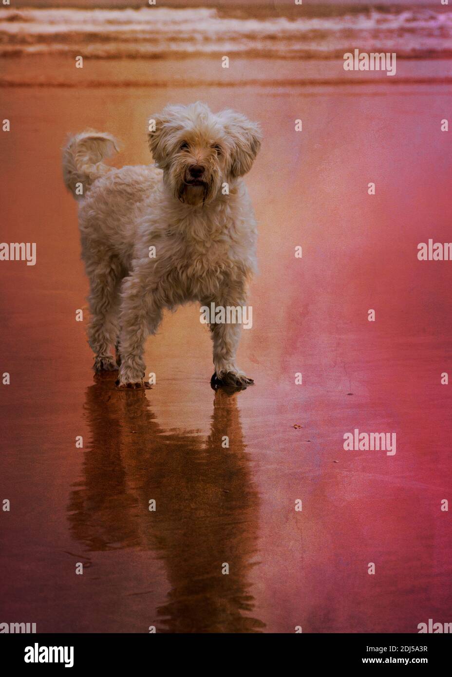 Small scruffy white dog at the beach at sunset, Cornwall, UK Stock ...