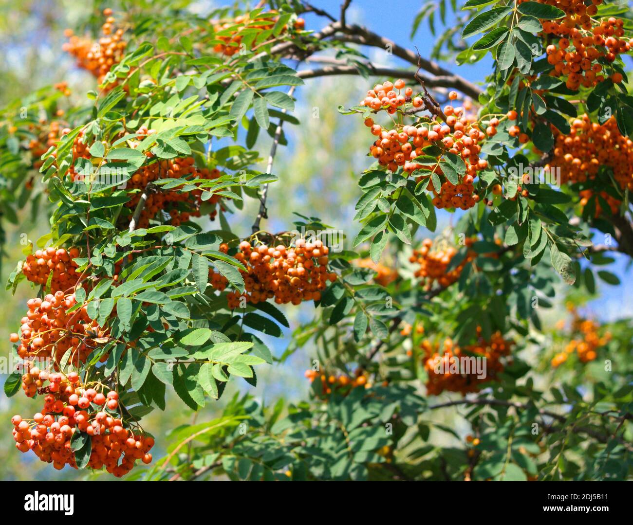 ashberry at dry sunny day Stock Photo - Alamy