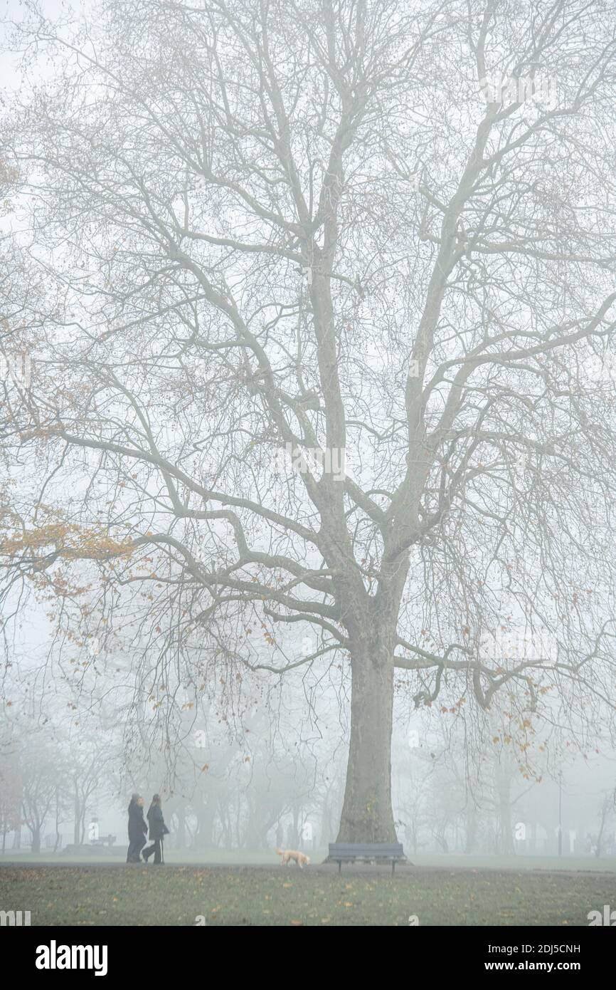 Walking the dog on a foggy day in a London park Stock Photo - Alamy