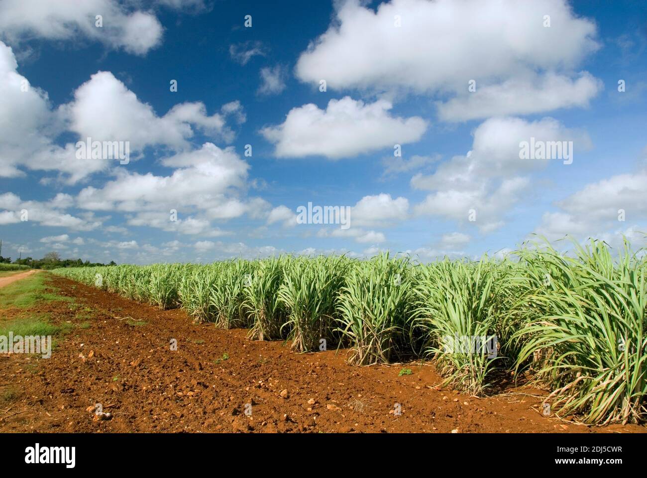 Zuckerrohr saccharum officinarum hi-res stock photography and images ...