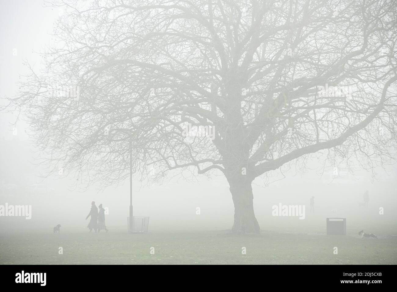 Walking the dog on a foggy day in a London park Stock Photo - Alamy