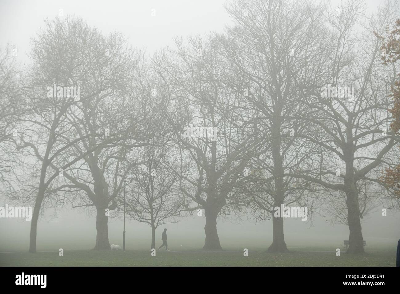 Walking the dog on a foggy day in a London park Stock Photo - Alamy