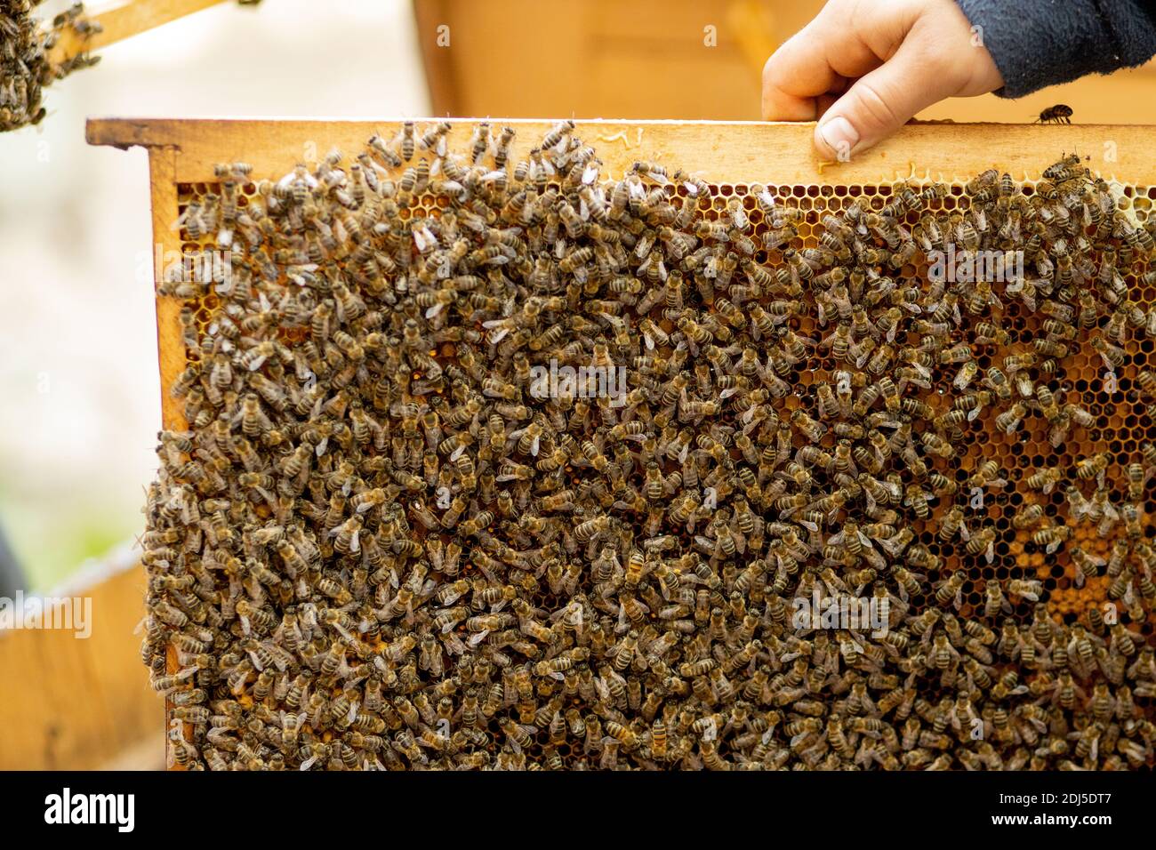 The beekeeper looks after honeycombs. Apiarist shows an empty honeycomb ...