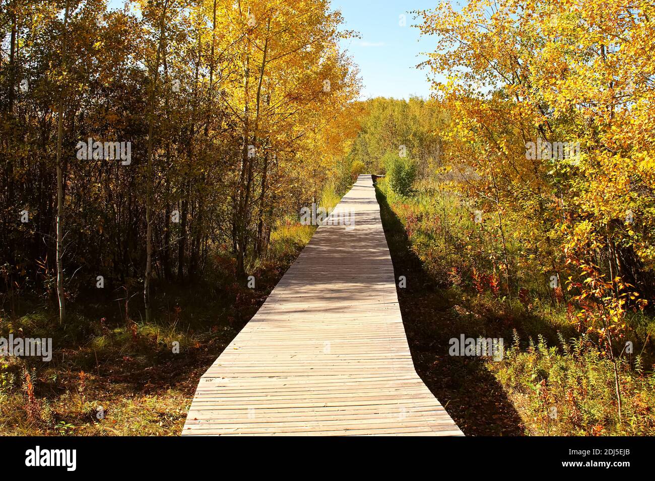 Boardwalk raised wooden walkway wooden hi-res stock photography and ...