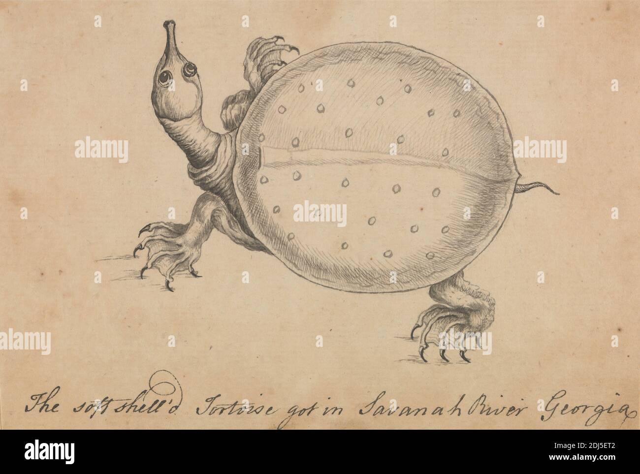 Soft shelld tortoise got hi-res stock photography and images - Alamy