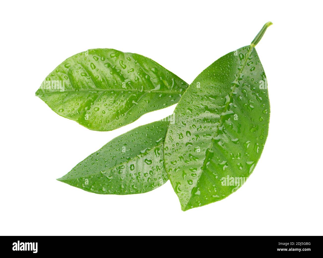 Lemon leaves with drops isolated on white background. Branch of citrus ...
