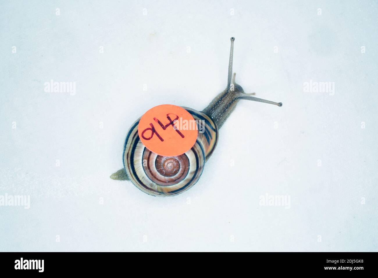 Congham snail race hi-res stock photography and images - Alamy