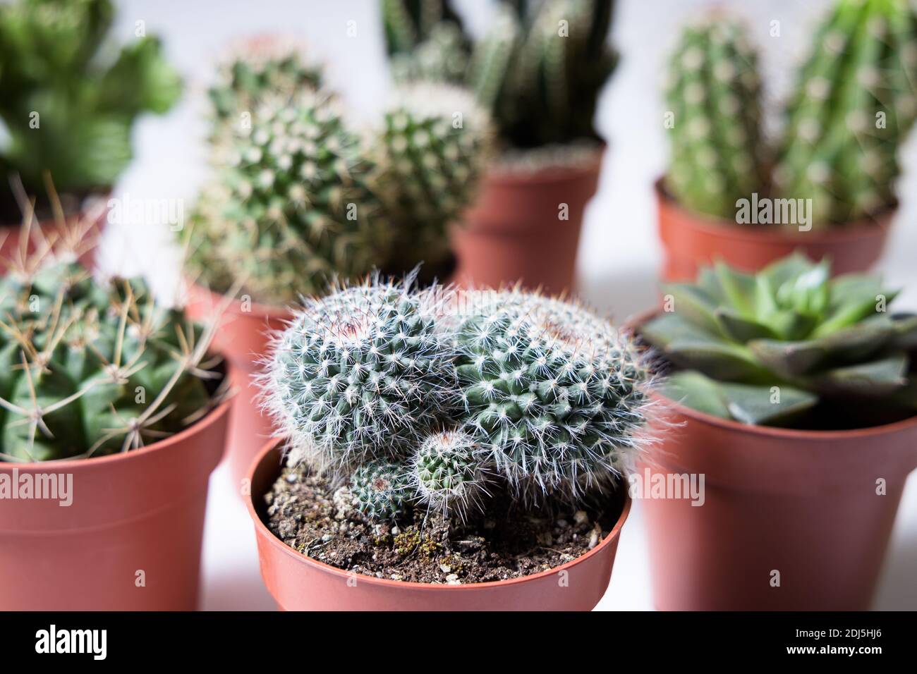 Group of succulents cactus hi-res stock photography and images - Alamy