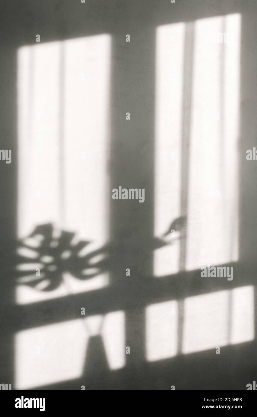 White wall with window shadow. High quality photo Stock Photo - Alamy