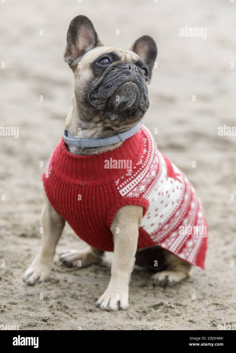 5-Years-Old female fawn Frenchie sitting and looking up at the beach ...