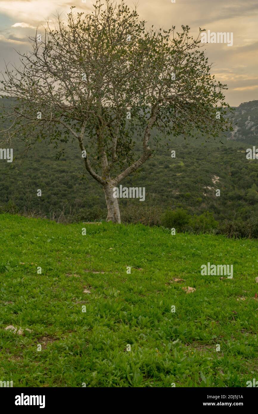 Sunrise view of an Oak tree in Hai-Bar Carmel Nature Reserve, and Mount ...