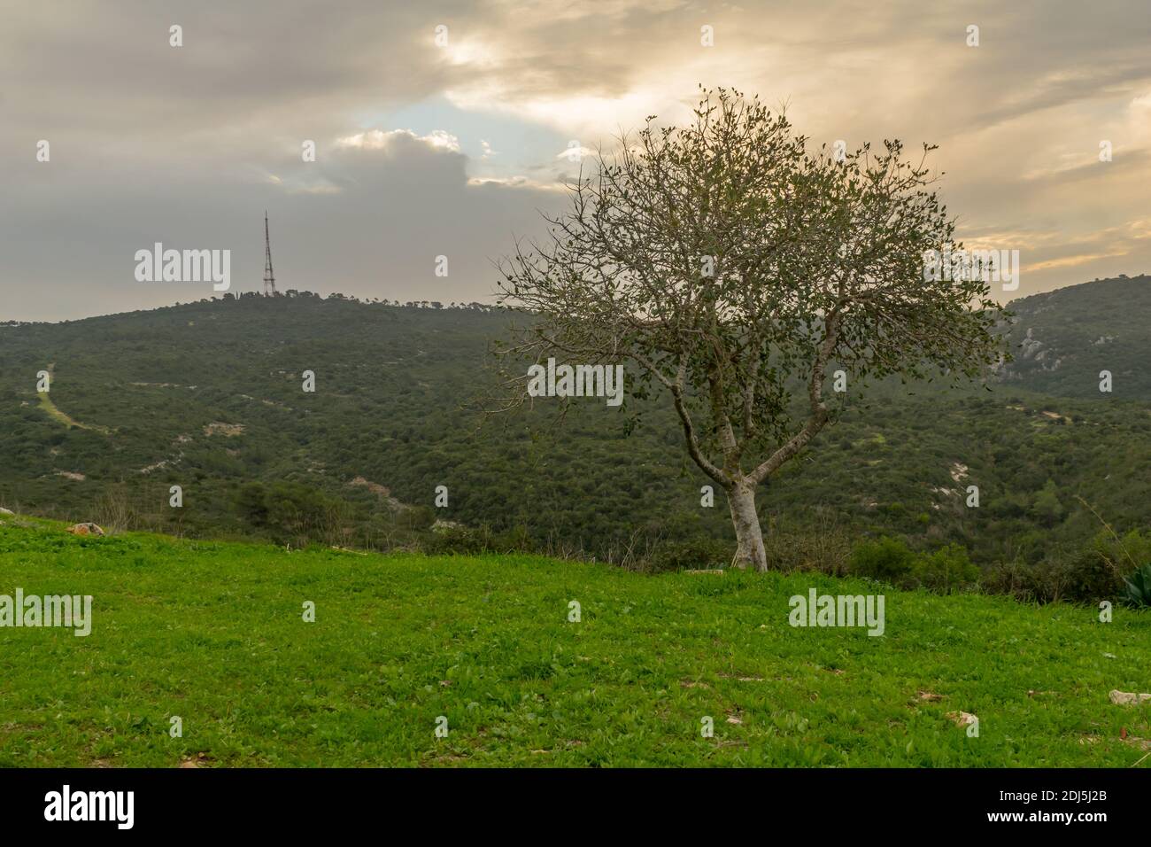 Sunrise view of an Oak tree in Hai-Bar Carmel Nature Reserve, and Mount ...