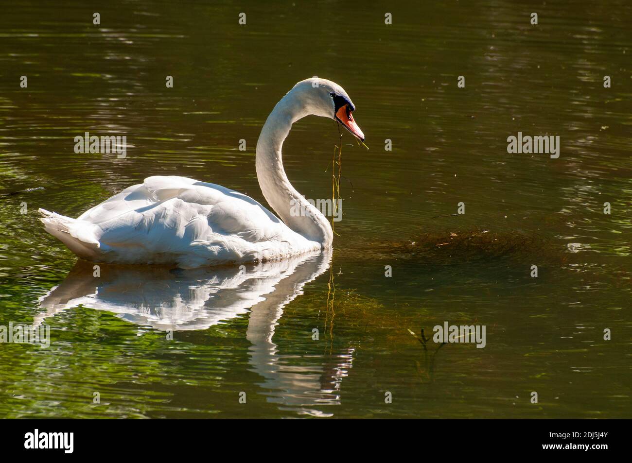 Natures combination hi-res stock photography and images - Alamy