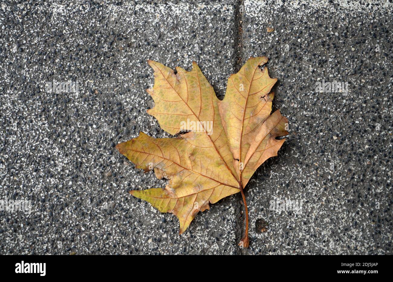 Dry leaf falling on the pavement. Autumn season Stock Photo - Alamy
