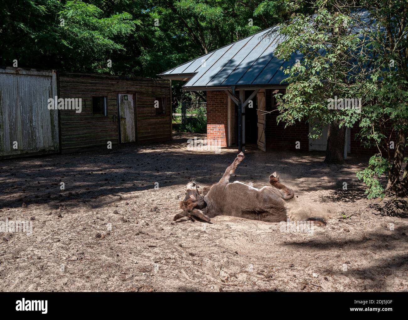 Donkey In The Enclosure Stock Photo - Alamy