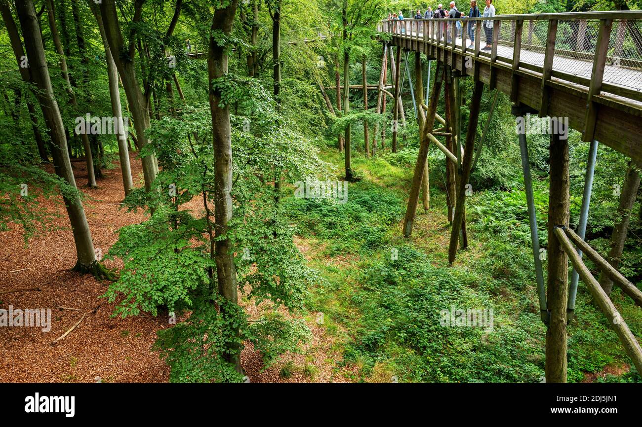 Tree Top Path In Rügen Stock Photo - Alamy