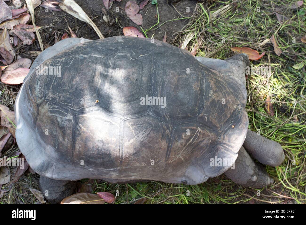 Tortoise shell from above hi-res stock photography and images - Alamy