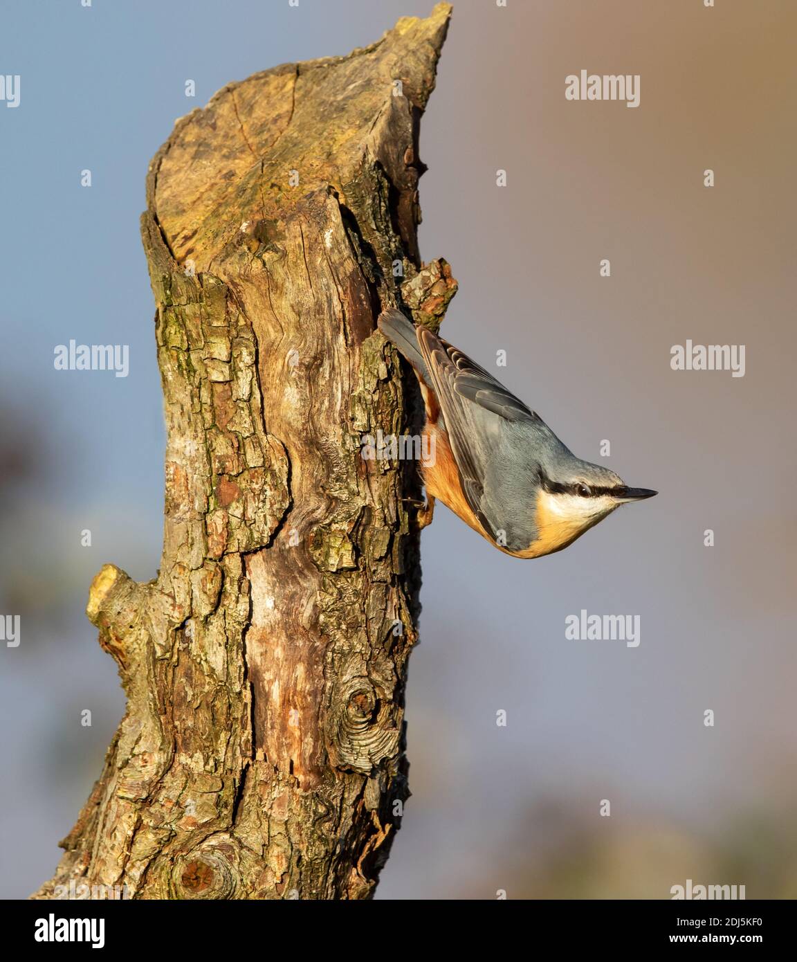 Nuthatch in a typical pose on tree stump Stock Photo - Alamy